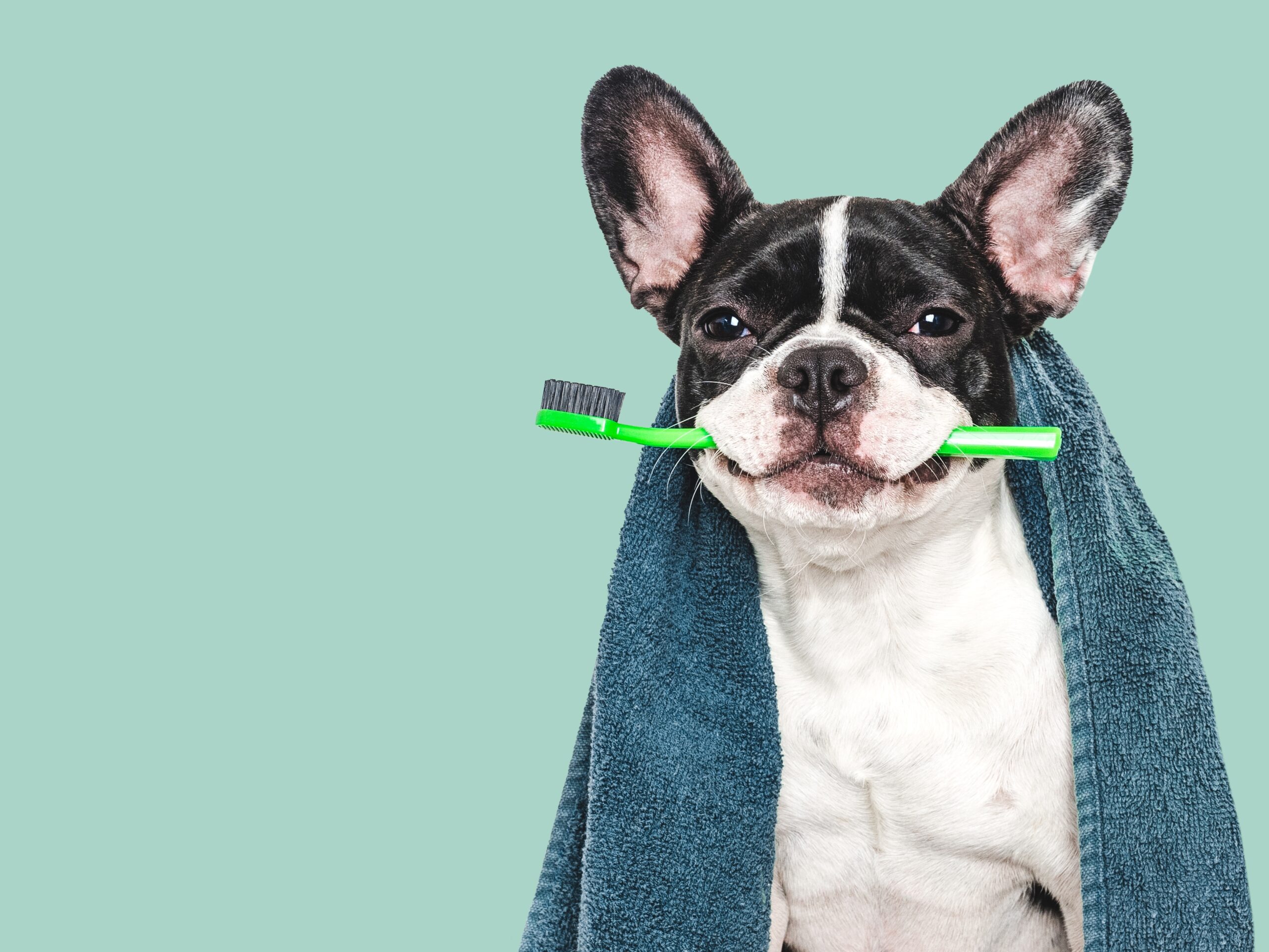 AstaReal and Ark Naturals to Debut Revolutionary Canine Oral Health ...